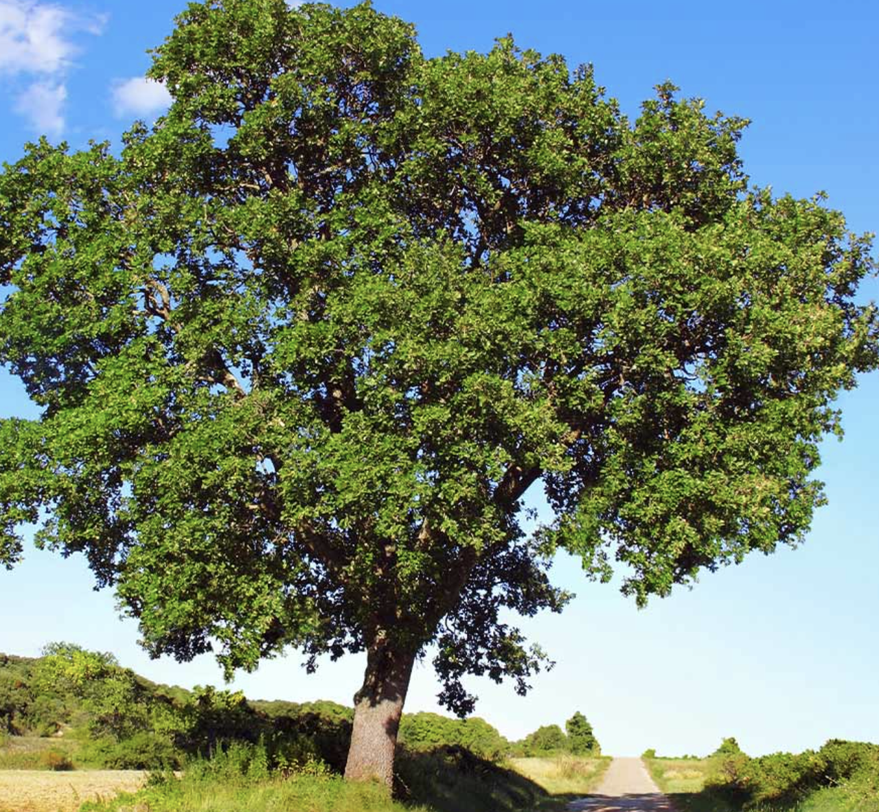 The 8 best trees to bring songbirds to your backyard | Livingetc