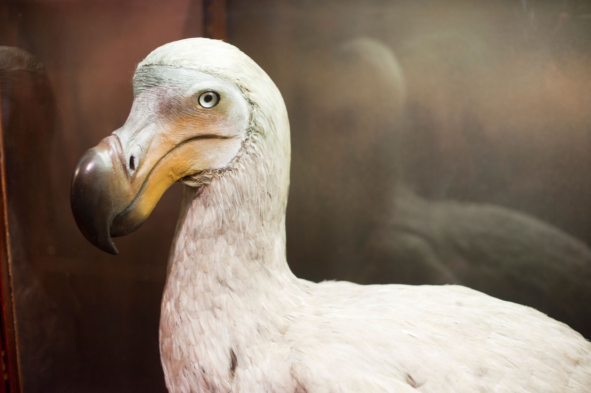 'We're not looking to make two dodos. We're looking to make thousands ...