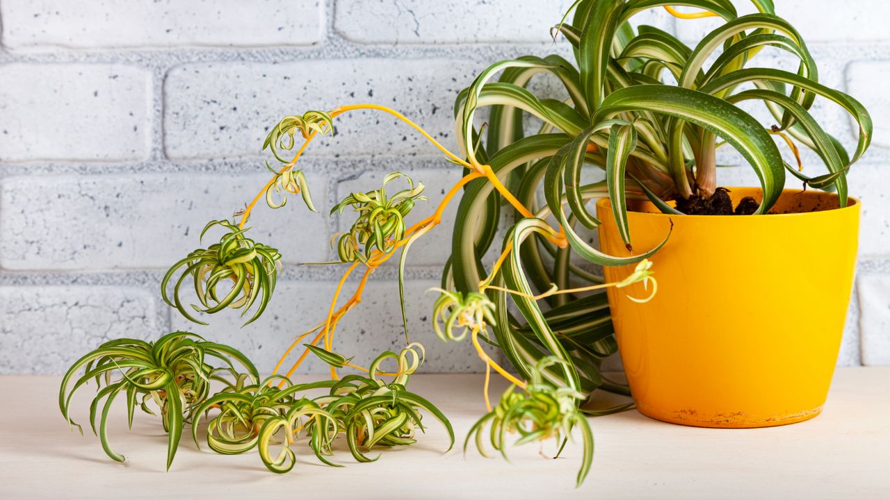 Spider Plant Propagation - Tips For Growing Plantlets From Spider ...