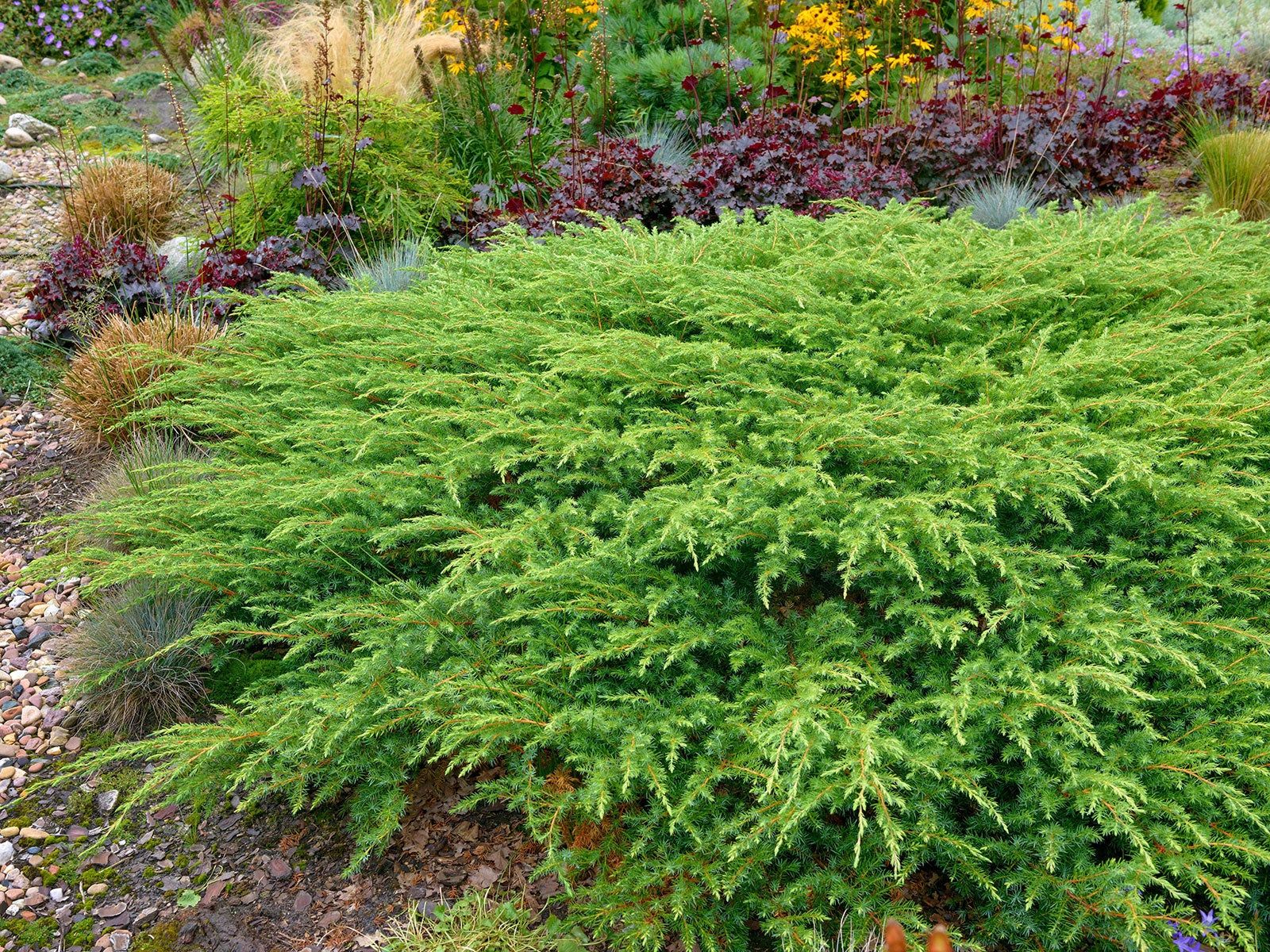 Protect Your Plot In Style With These Juniper Ground Cover Plants ...