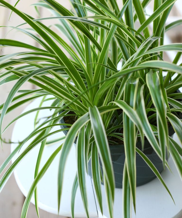 Best fast-growing plants: 10 speedy growers for your yard | Gardeningetc