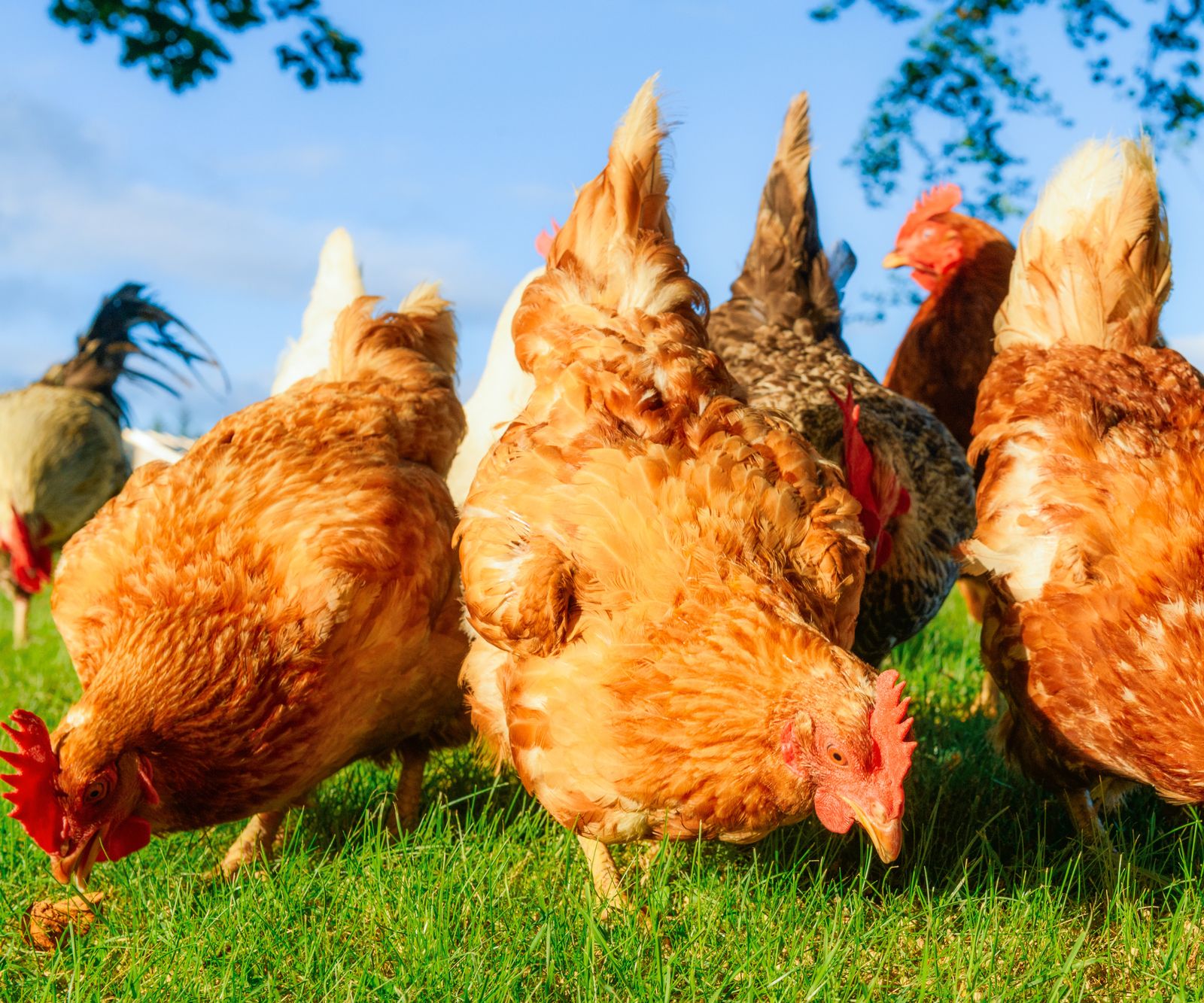 Keeping chickens: a guide to keeping hens in your backyard | Homes and ...