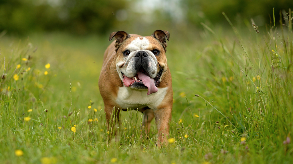 English Bulldog breed: Temperament, care and health | PetsRadar