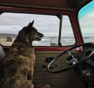 Check out these iPhone 6s and 6s Plus camera samples | iMore