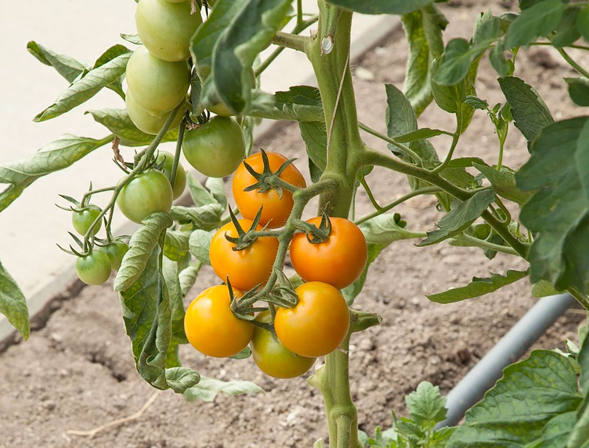 Tomato blight: treatments the gardening experts swear by | Homes and ...