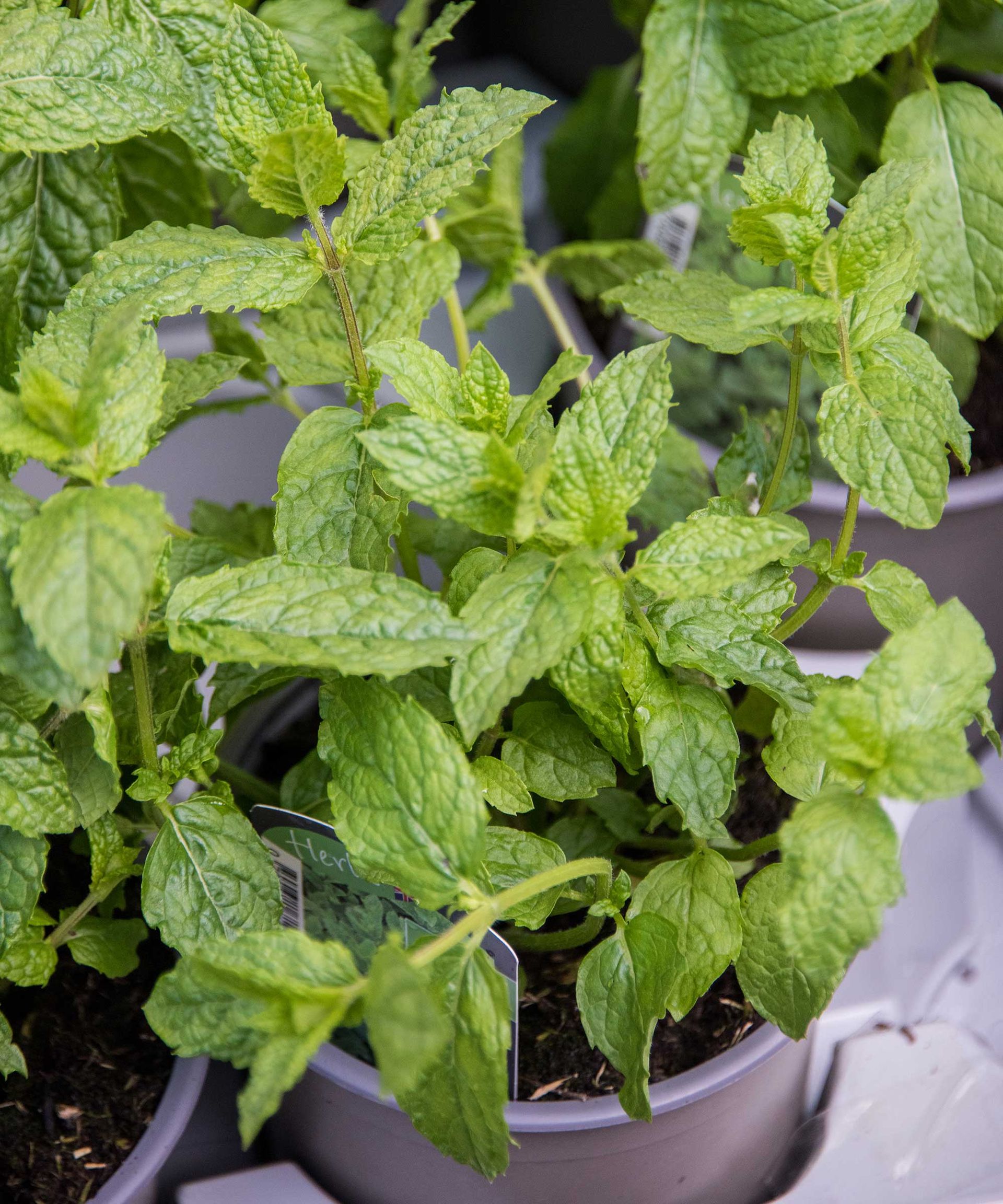 How to keep store-bought herbs alive indoors: 5 tips | Homes and Gardens