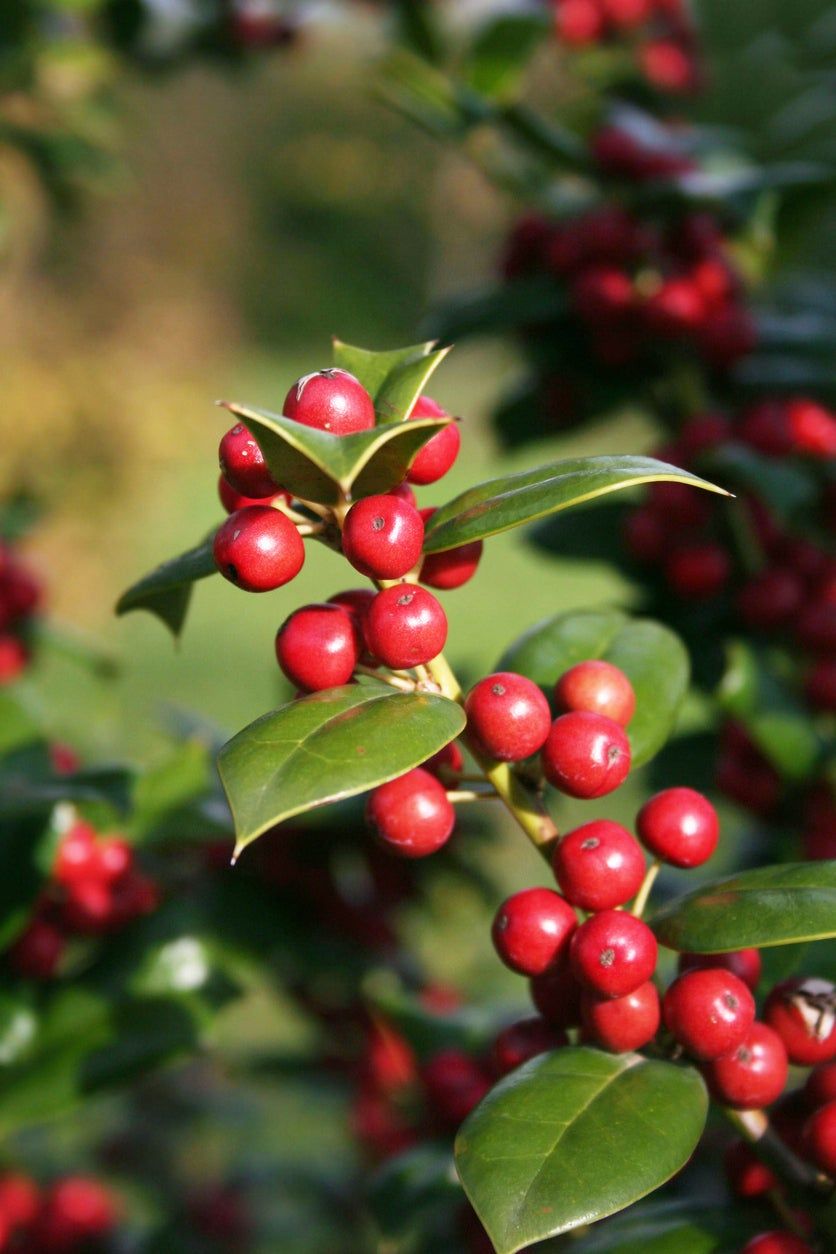 Caring For Chinese Hollies - How To Grow Chinese Holly In The Landscape ...