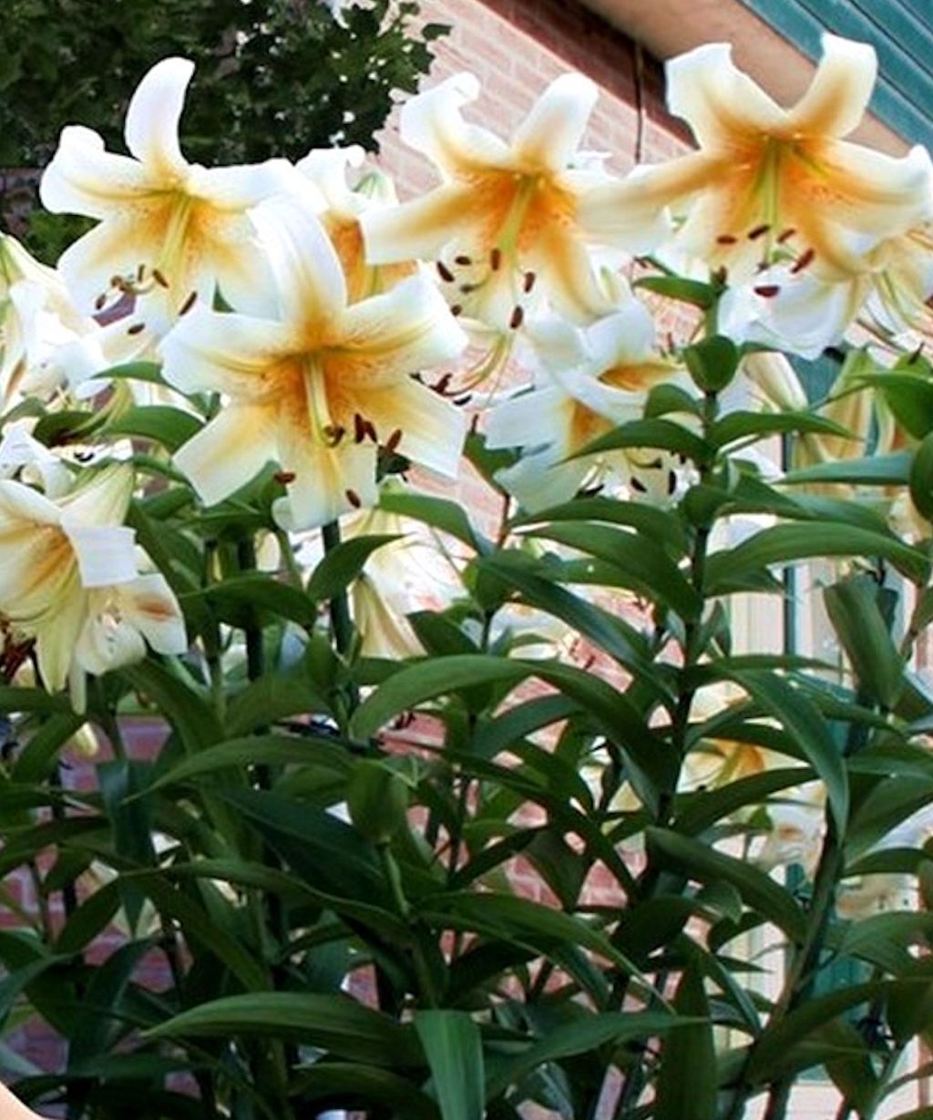 Types of lilies: 16 gorgeous varieties to choose from | Gardeningetc