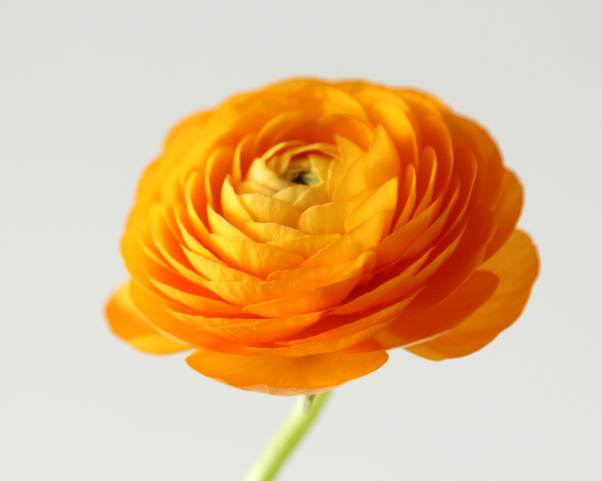 5 Flowers That Look Like Roses, But Are Way Easier To Grow | Gardening ...