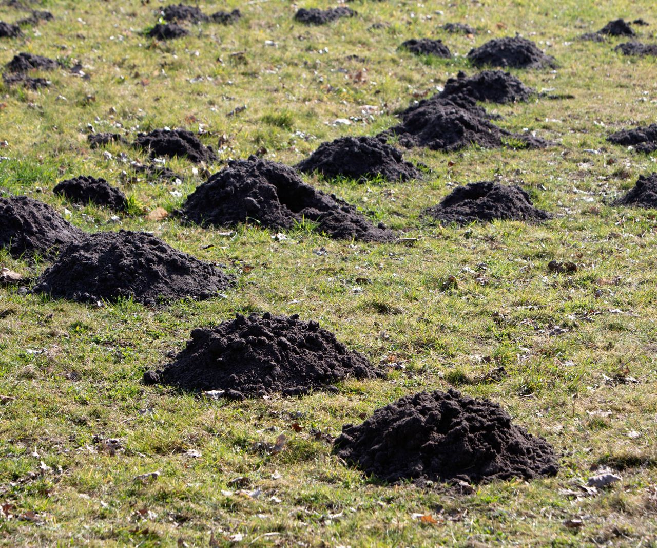 Moles Taking Over Your Lawn? 3 Ways to Evict Them Humanely | Gardening ...