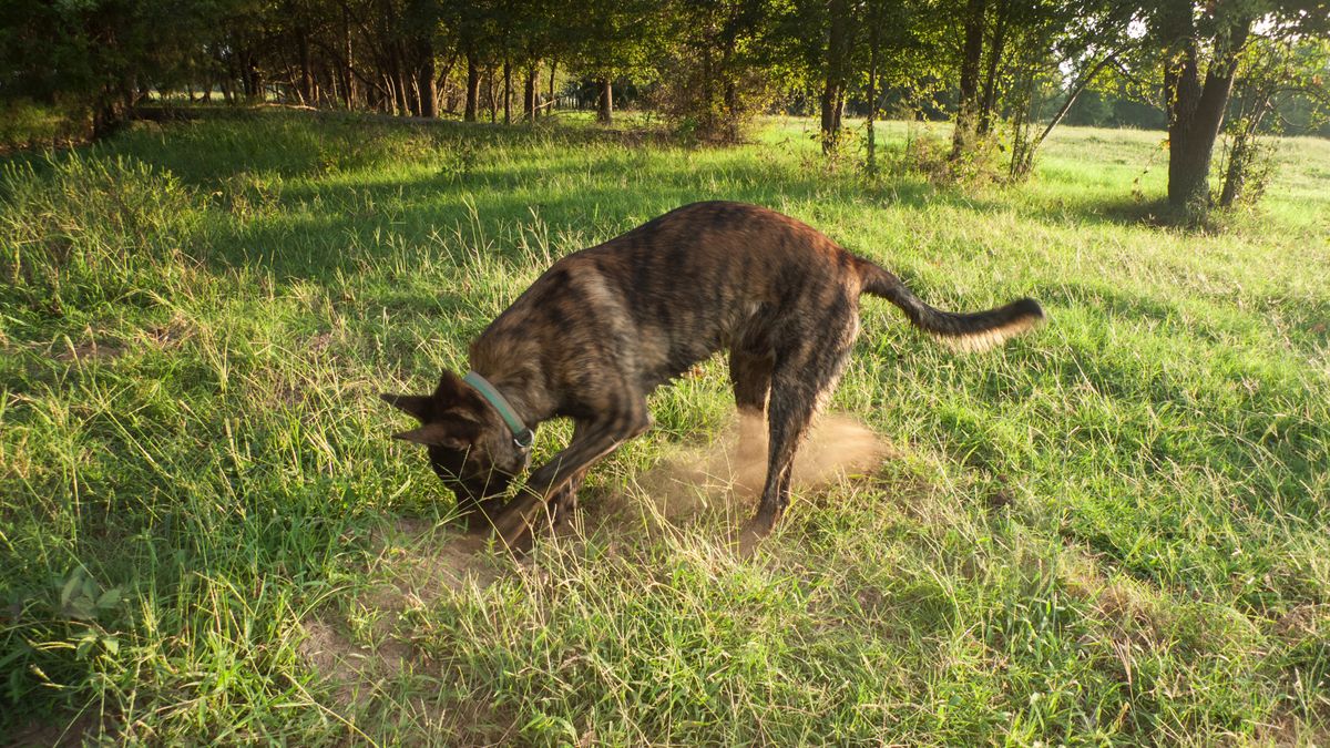 32 things to know about Dutch shepherd dogs | PetsRadar