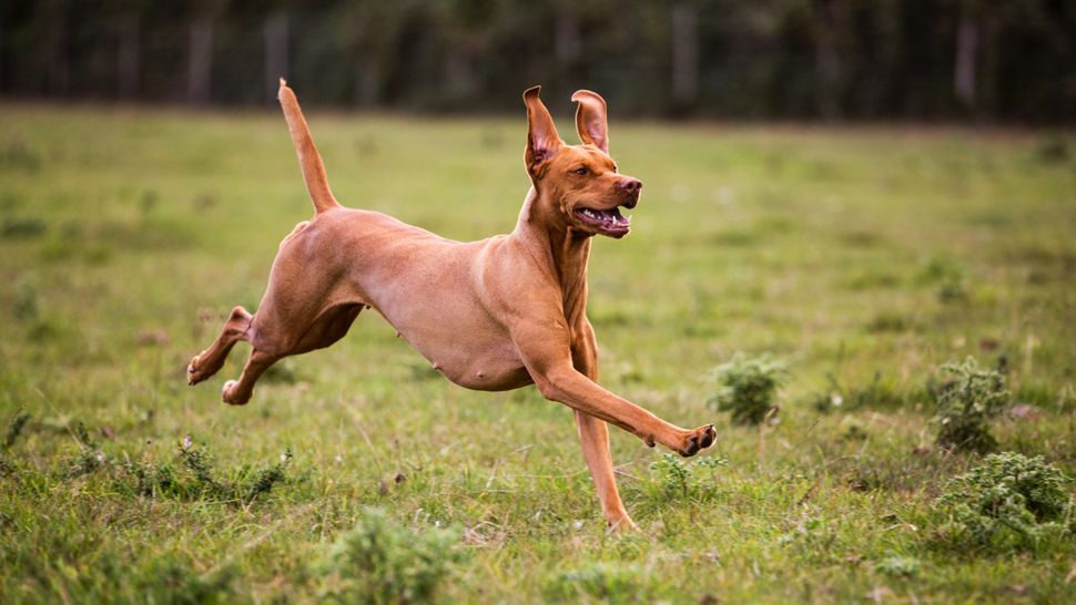 The fastest dog breeds – and their top speeds | PetsRadar