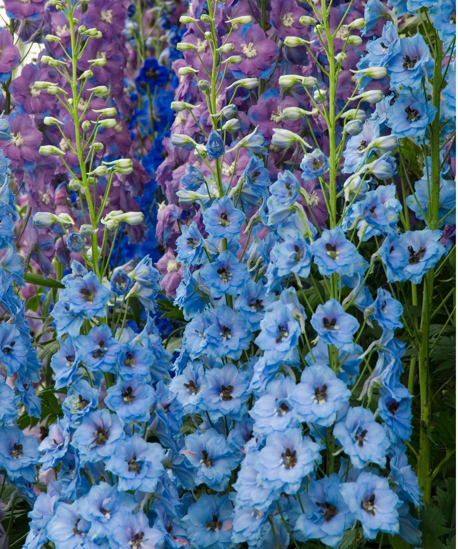 Types of delphiniums: 14 beautiful varieties for your yard | Homes and ...