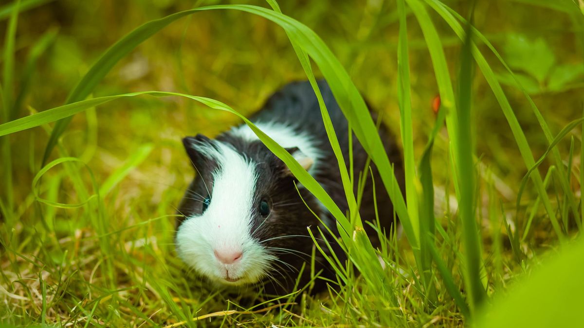 32 things guinea pigs can eat | PetsRadar