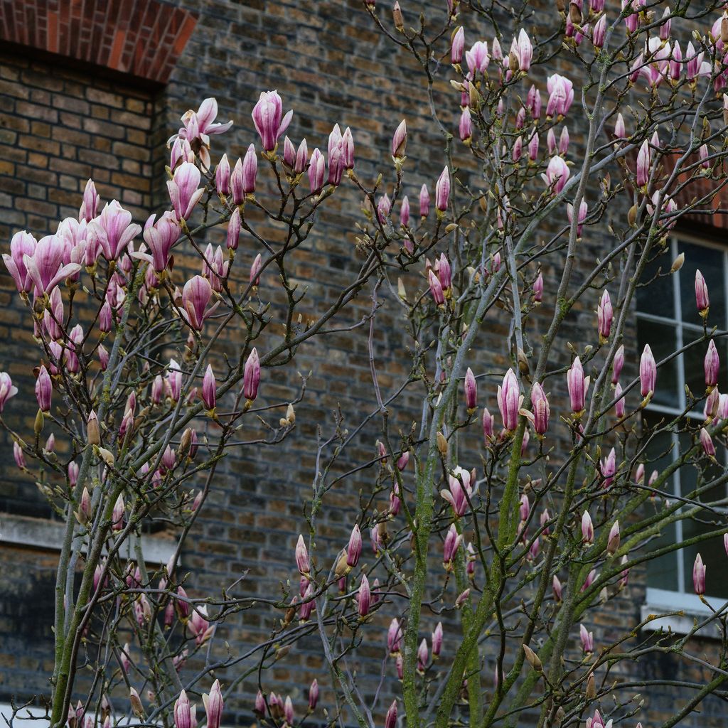 When to prune magnolia to maintain its size and shape | Ideal Home