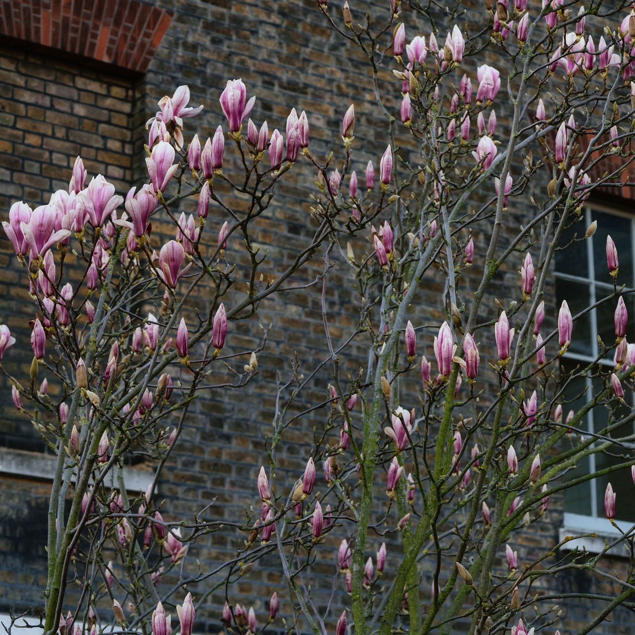 When to prune magnolia to maintain its size and shape | Ideal Home