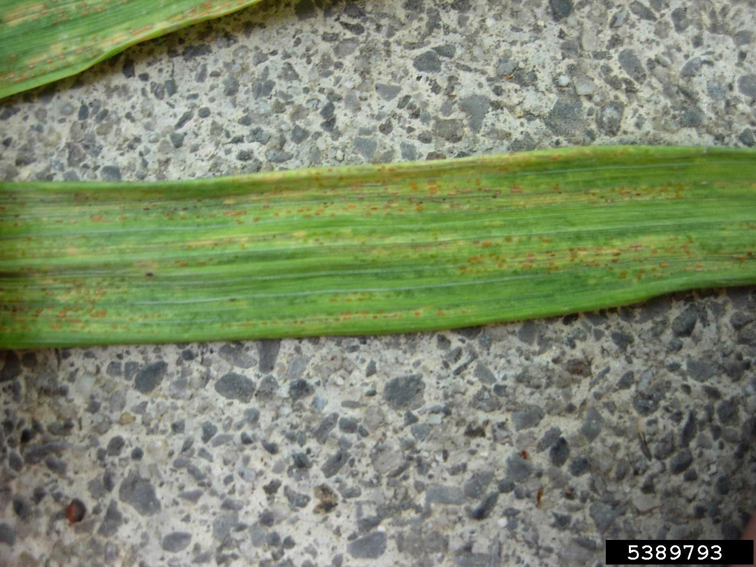 Controlling Barley With Stem Rust: How To Treat Barley Stem Rust ...