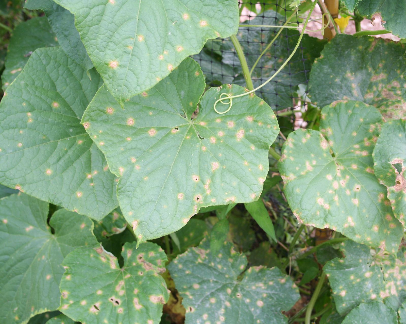 Top 10 Cucumber Plant Problems – And How To Fix Them Fast | Gardening ...