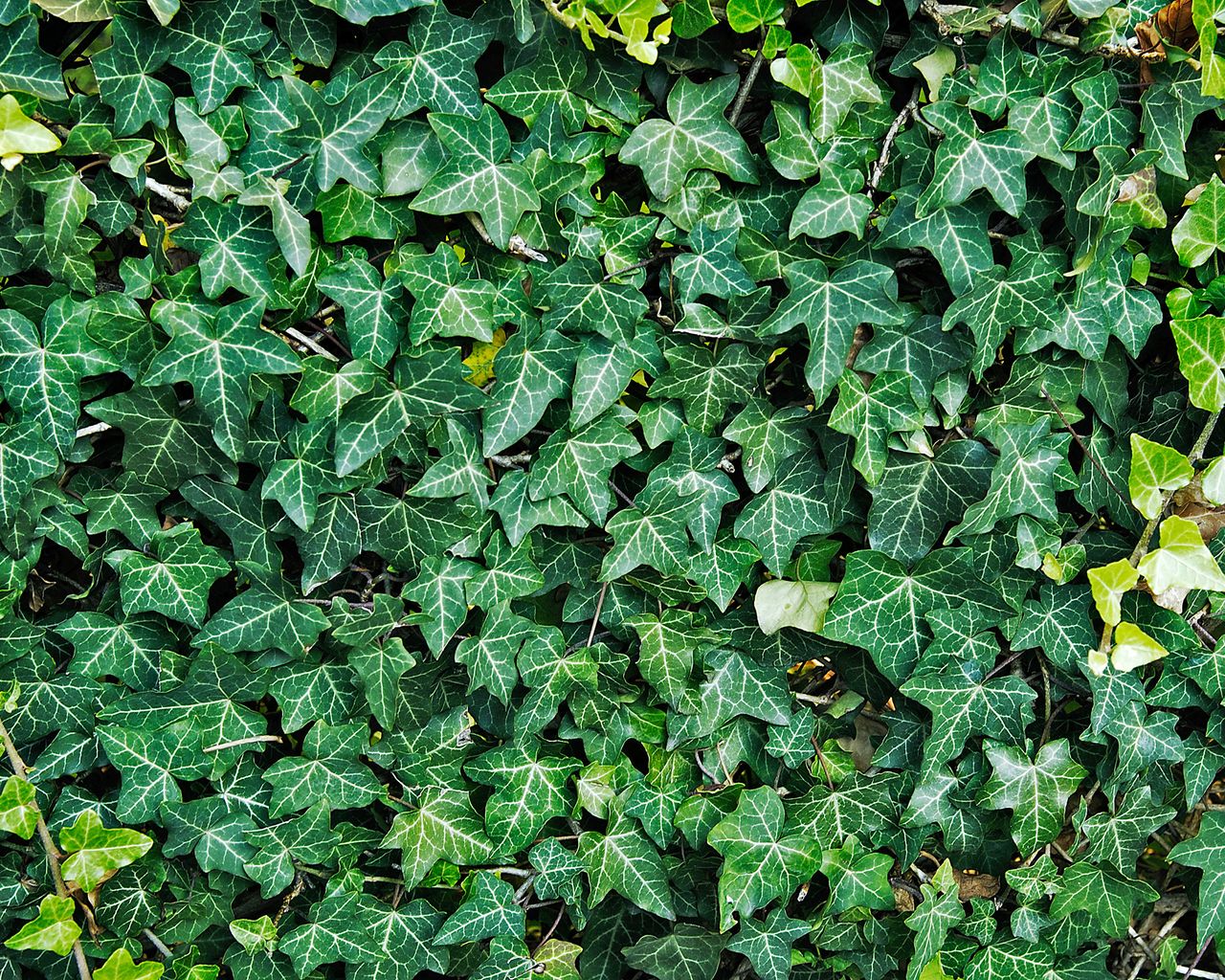 7 Evergreen Climbing Vines – For Surfaces That Look Good Year-Round ...
