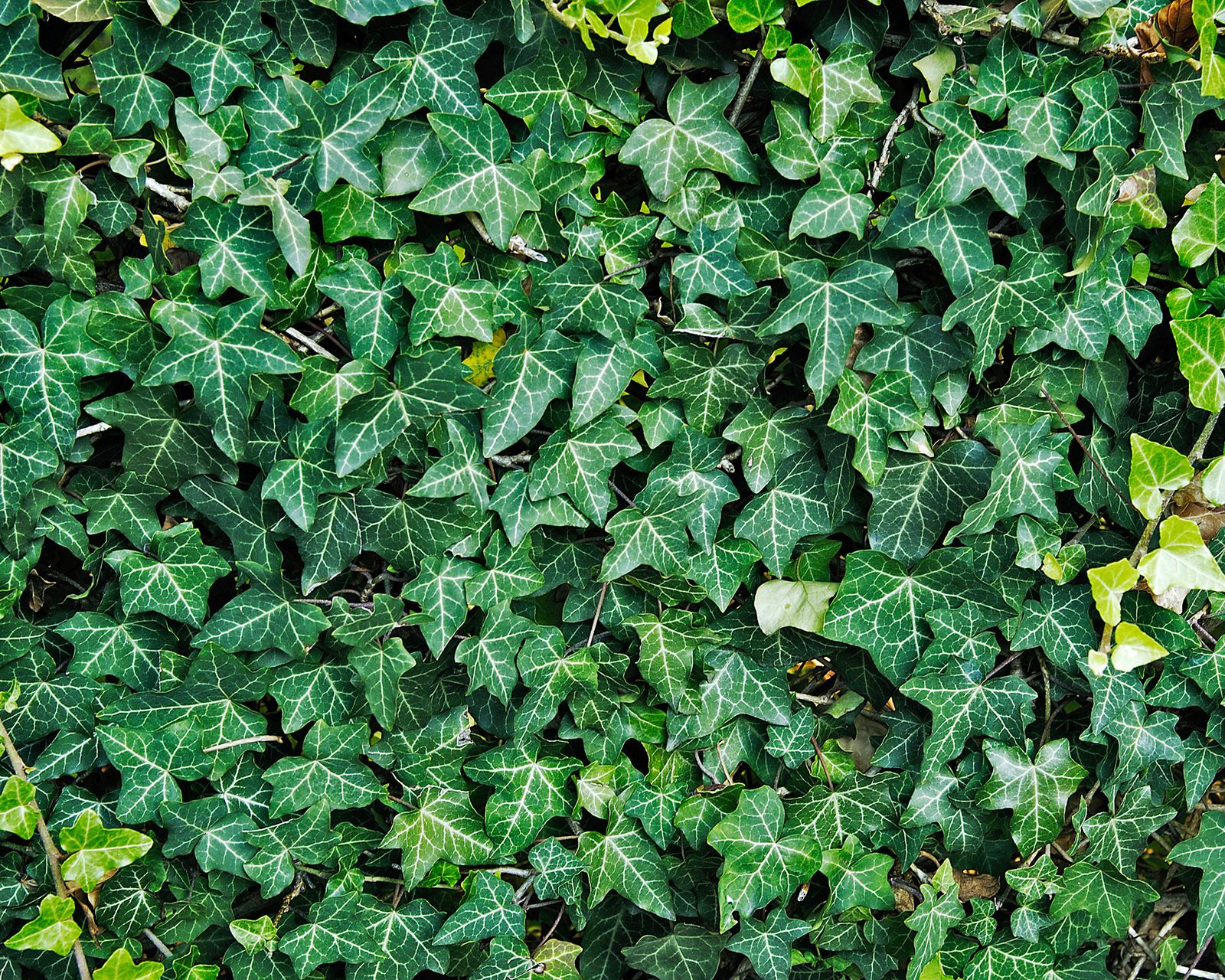 7 Evergreen Climbing Vines – For Surfaces That Look Good Year-Round ...