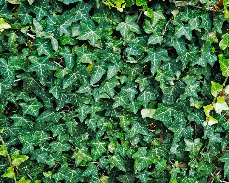 7 Evergreen Climbing Vines – For Surfaces That Look Good Year-Round ...