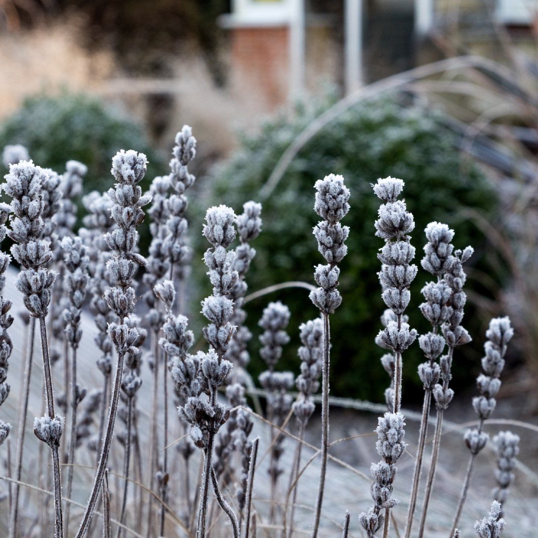 Common Reasons For Lavender Dying | Gardening Know How
