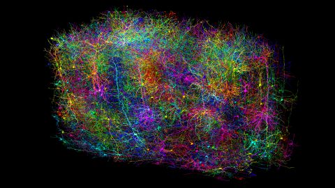 Scientists built largest brain 'connectome' to date by having a lab ...