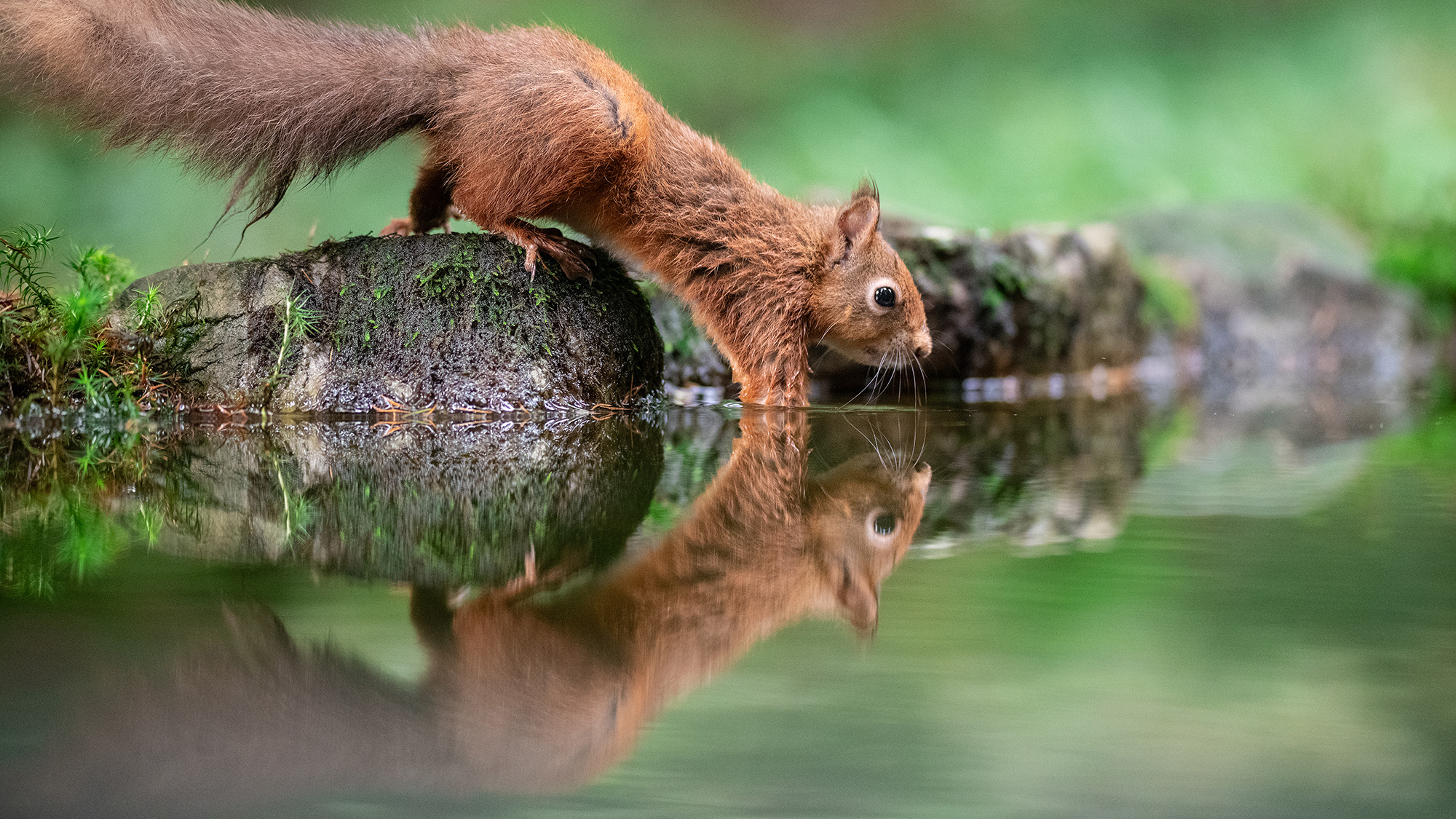 Essential Wildlife Photography Tips For Stunning Natural Shots Essential Wildlife Photography Tips For Stunning Natural Shots