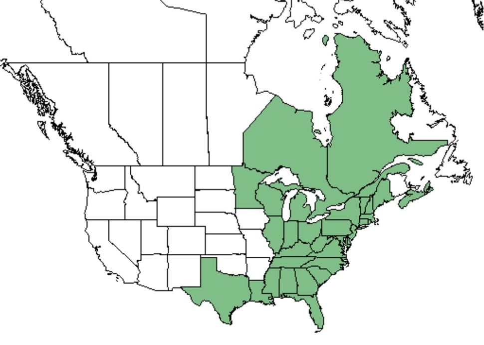 Poison Ivy: Rash, Treatment & Pictures | Live Science
