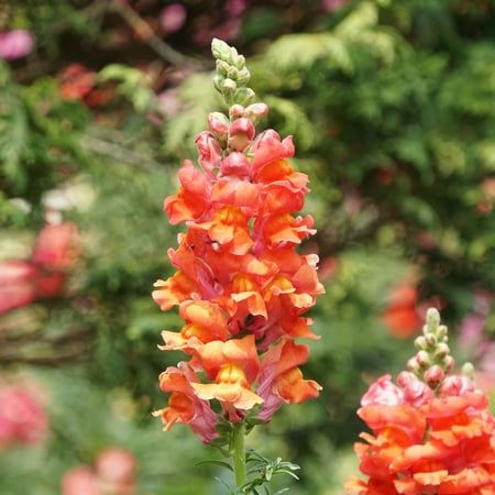 How to deadhead snapdragons: with expert gardening advice | Homes and ...