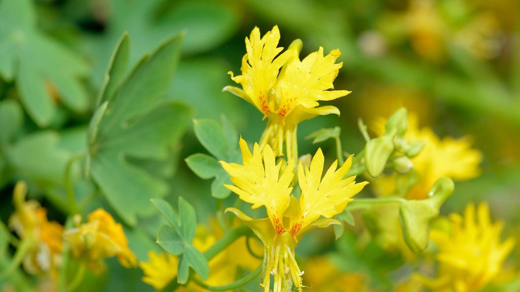 How to grow the Canary creeper: the hummingbird magnet vine | Homes and ...