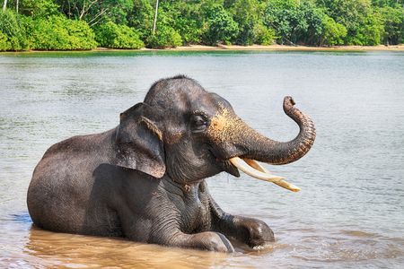 50 of the most endangered species on the planet | Live Science