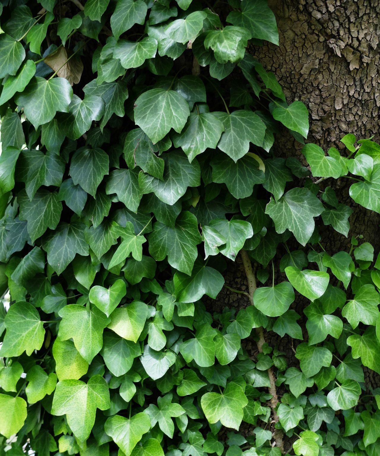 Best evergreen climbers: 10 vines for year-round greenery | Homes and ...