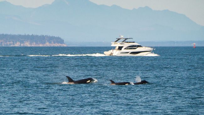 Orcas sink another boat in Europe after a nearly hour-long attack ...