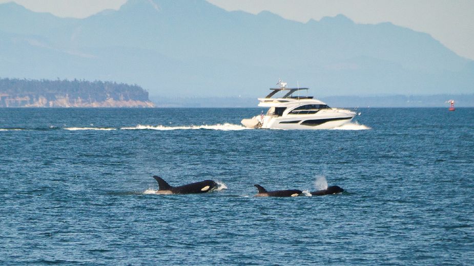 Orcas News - all the latest about Orcas | Live Science