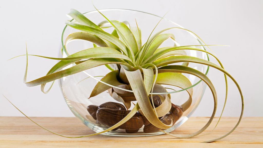 How to water an air plant: the best methods and how often | Homes and ...