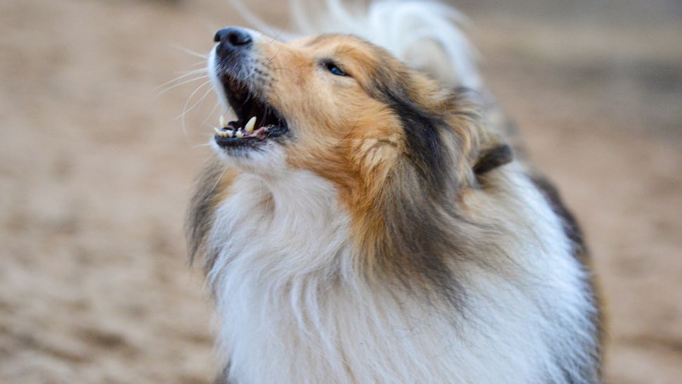 32 biggest barkers - most vocal dog breeds. | PetsRadar