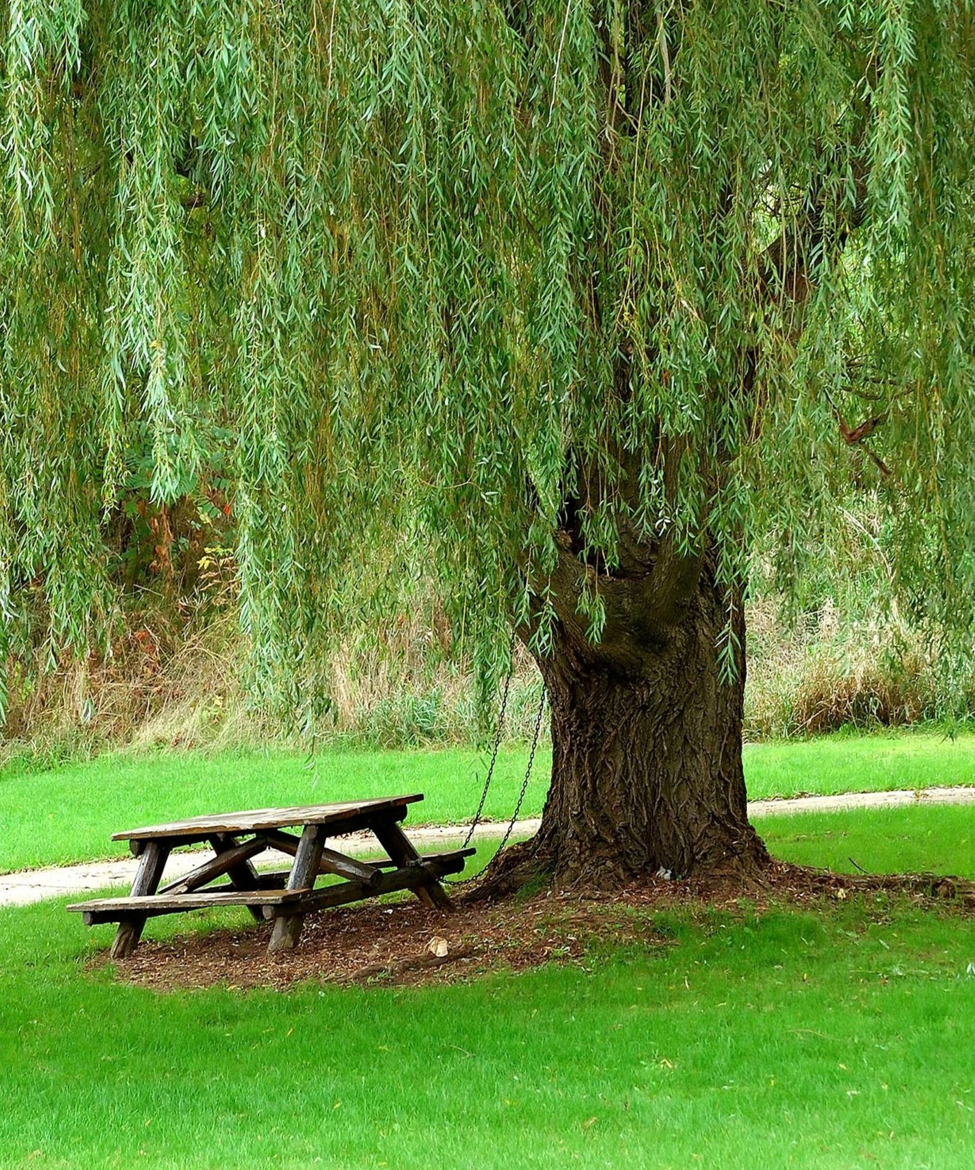 10 trees for privacy and shade in a yard | Real Homes