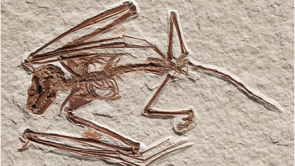 52 million-year-old bat skeleton is the oldest ever found and belongs ...