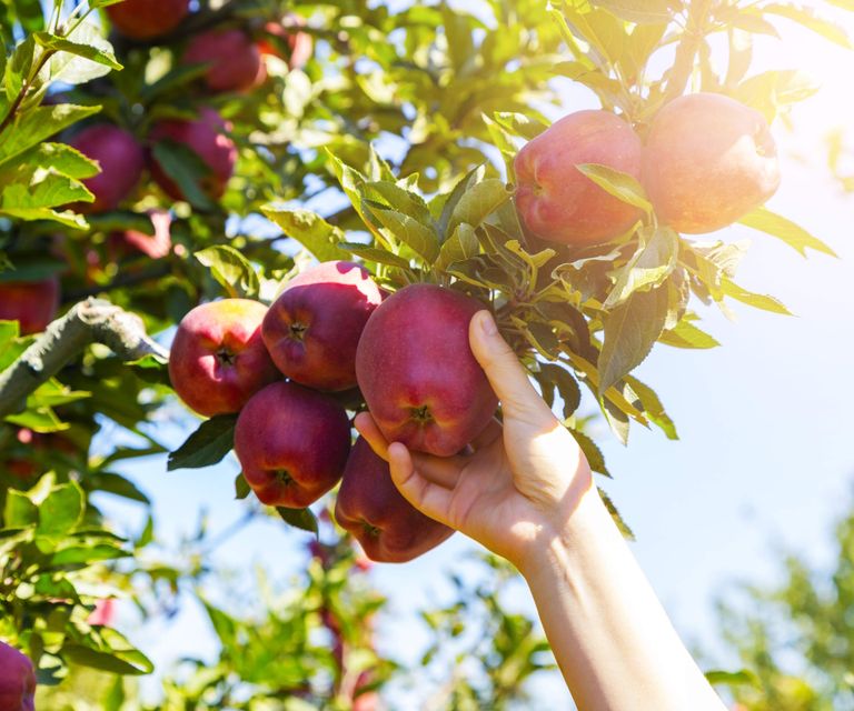When to pick apples - expert tips to pick perfect fruits | Homes and ...