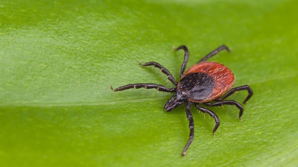 Multiple species of ticks in the US can transmit red meat allergy, CDC ...