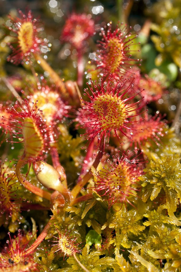 Sundew Plant Information: Learn About Growing Carnivorous Sundew Plants ...