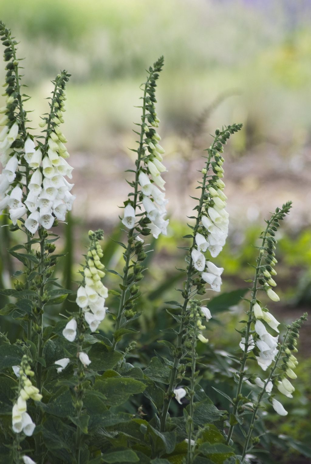 Monty Don's top tips for growing foxgloves | Homes and Gardens