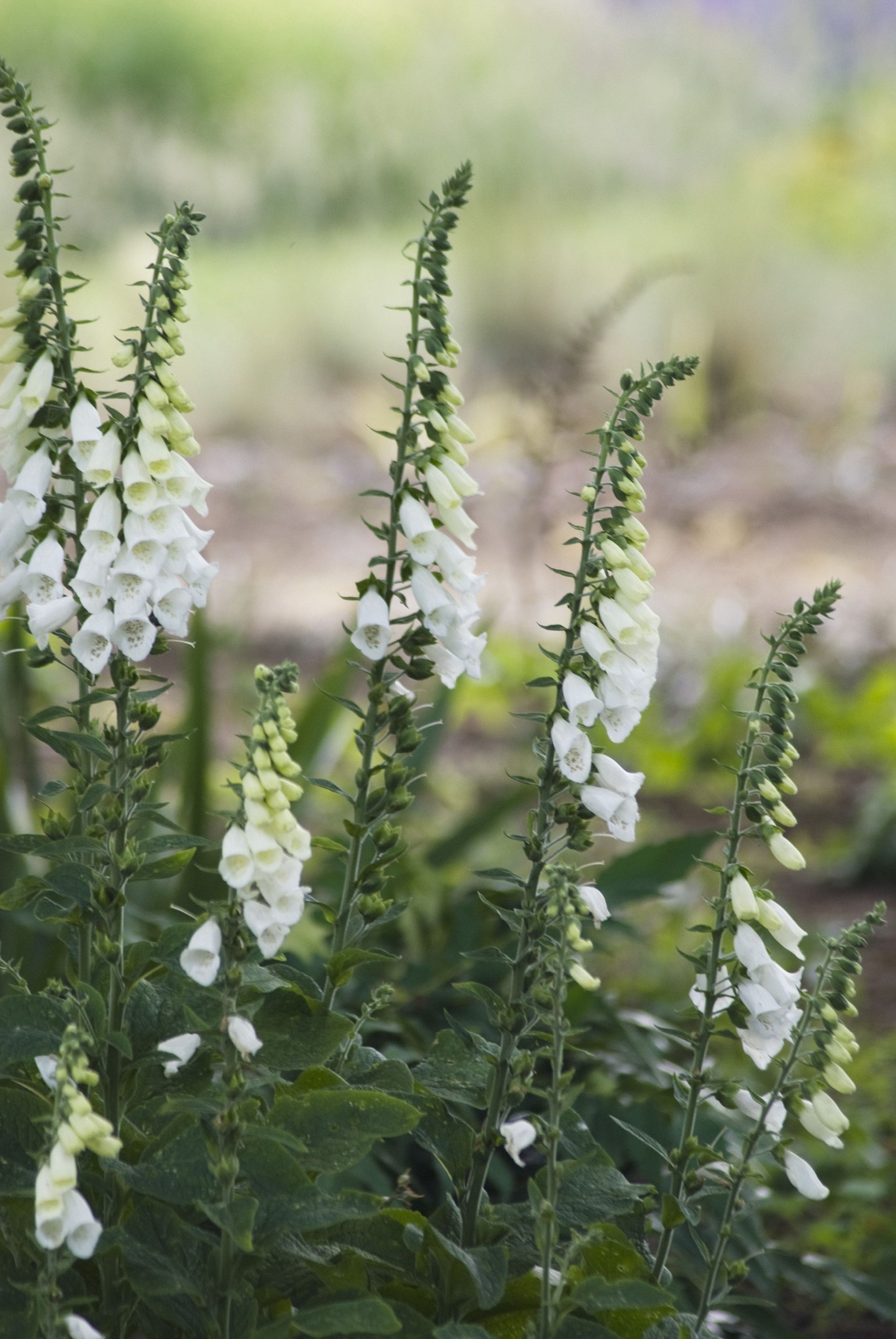 Monty Don's top tips for growing foxgloves | Homes and Gardens