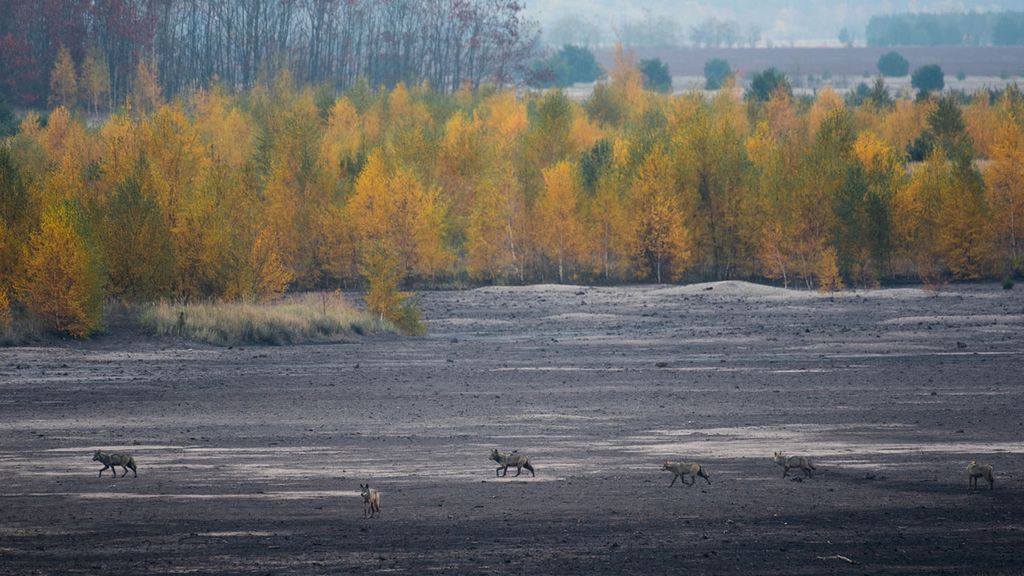 This is the most striking rewilding photo of 2025: Atlantic Sturgeon ...