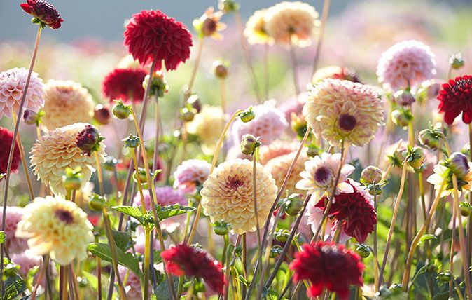 Garvald Grange: a haven of flowers and honeybees | Country Life