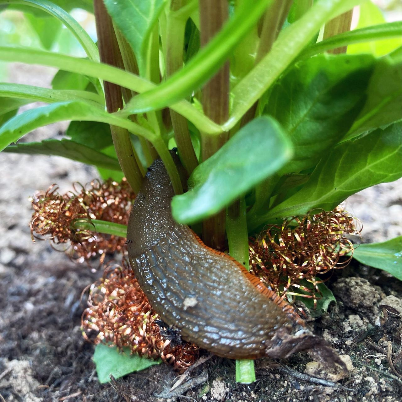 I tested the viral copper scourer slug hack | Ideal Home