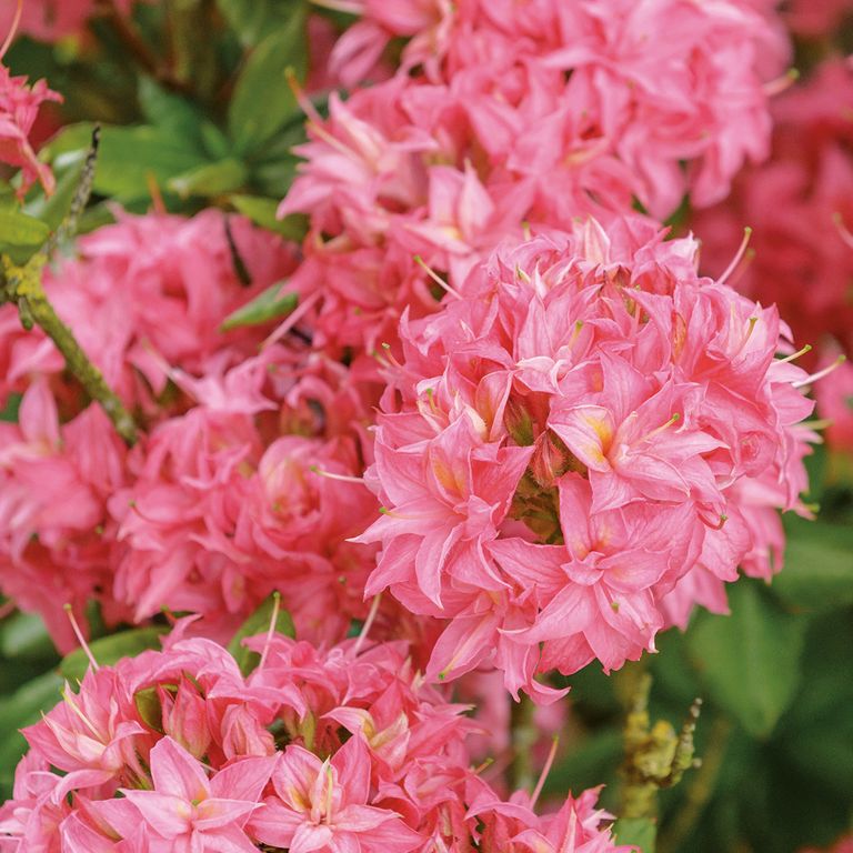 7 Summer-Blooming Bulbs To Plant In Spring For Maximum Color ...
