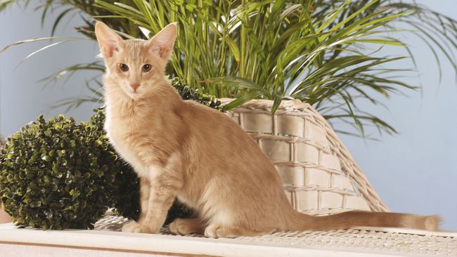 Types of small-breed cats that will always look like kittens | PetsRadar