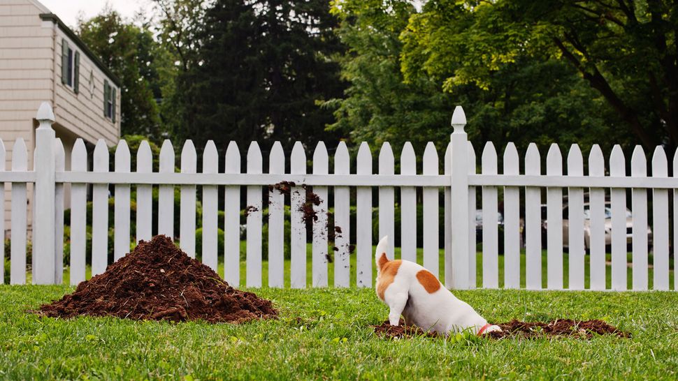 Garden ideas for dogs to create a pet-friendly space | Homebuilding